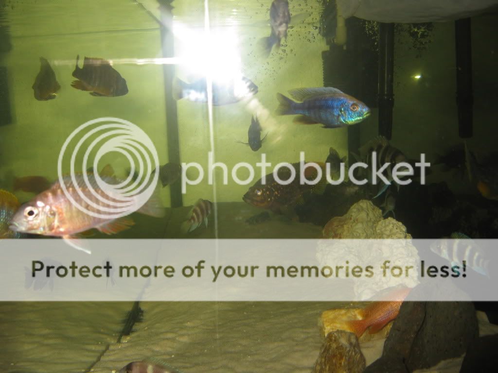 Ruby Red? Male or Female? | Cichlid Fish Forum