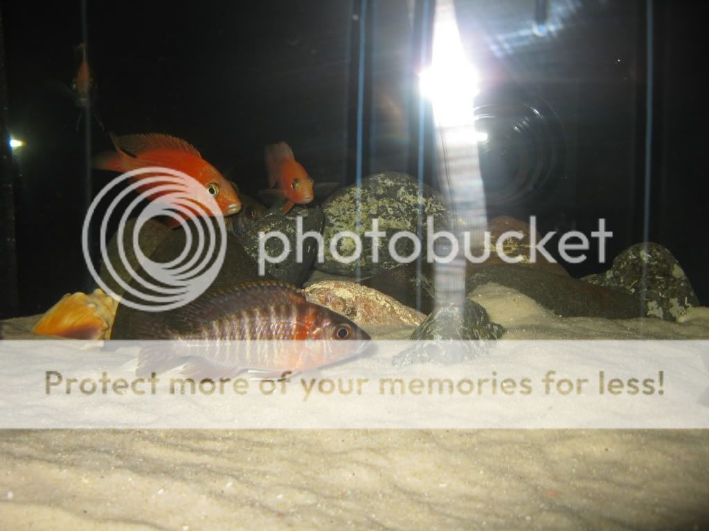 Ruby Red? Male or Female? | Cichlid Fish Forum