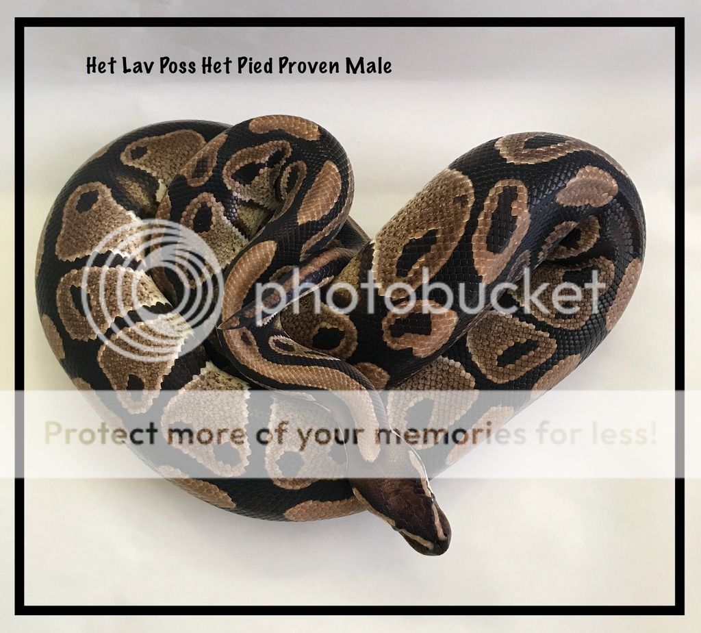 NW England - *** Royal Pythons *** | Reptile Forums
