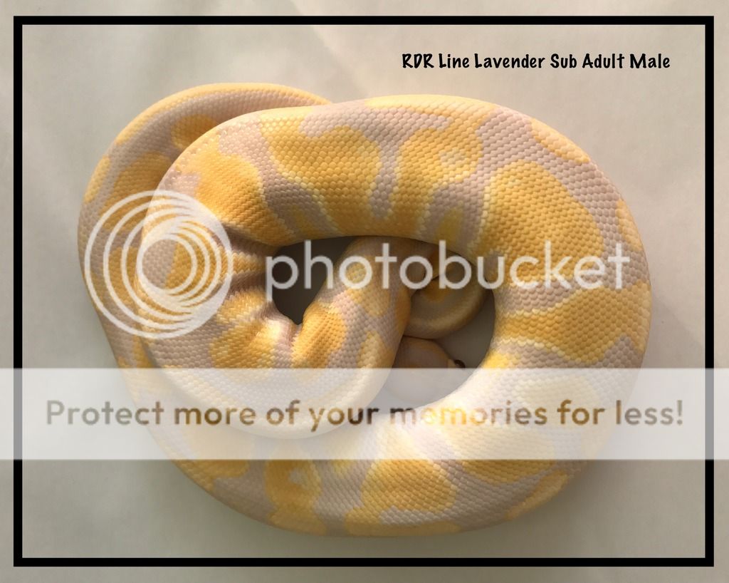 NW England - *** Royal Pythons *** | Reptile Forums