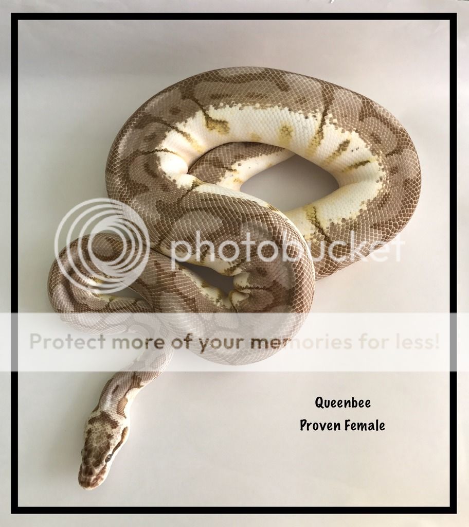 NW England - *** Royal Pythons *** | Reptile Forums