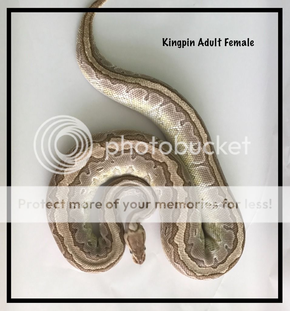 NW England - *** Royal Pythons *** | Reptile Forums