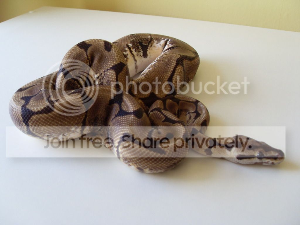 Adult Male Spider Royal | Reptile Forums