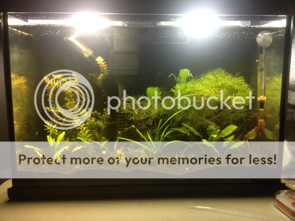 5.5g CPD Tank | The Planted Tank Forum