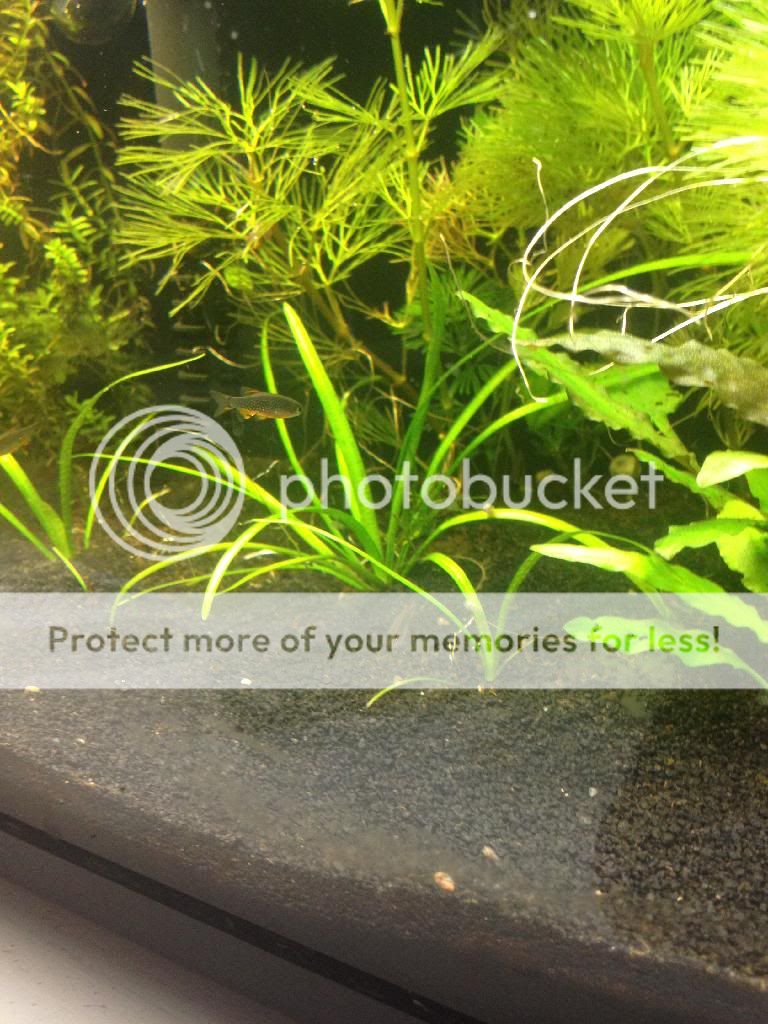 5.5g CPD Tank | The Planted Tank Forum