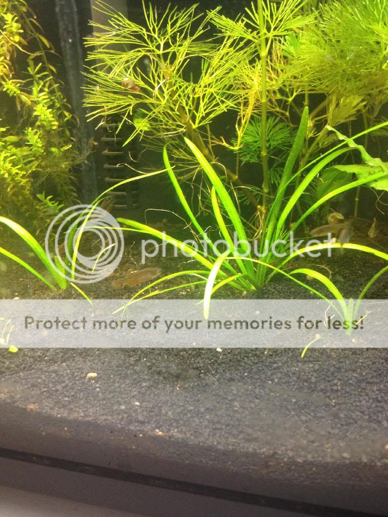 5.5g CPD Tank | The Planted Tank Forum