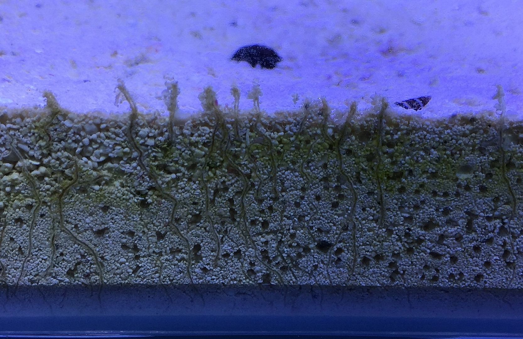 Sand worms? Good guys? - Reef Central Online Community